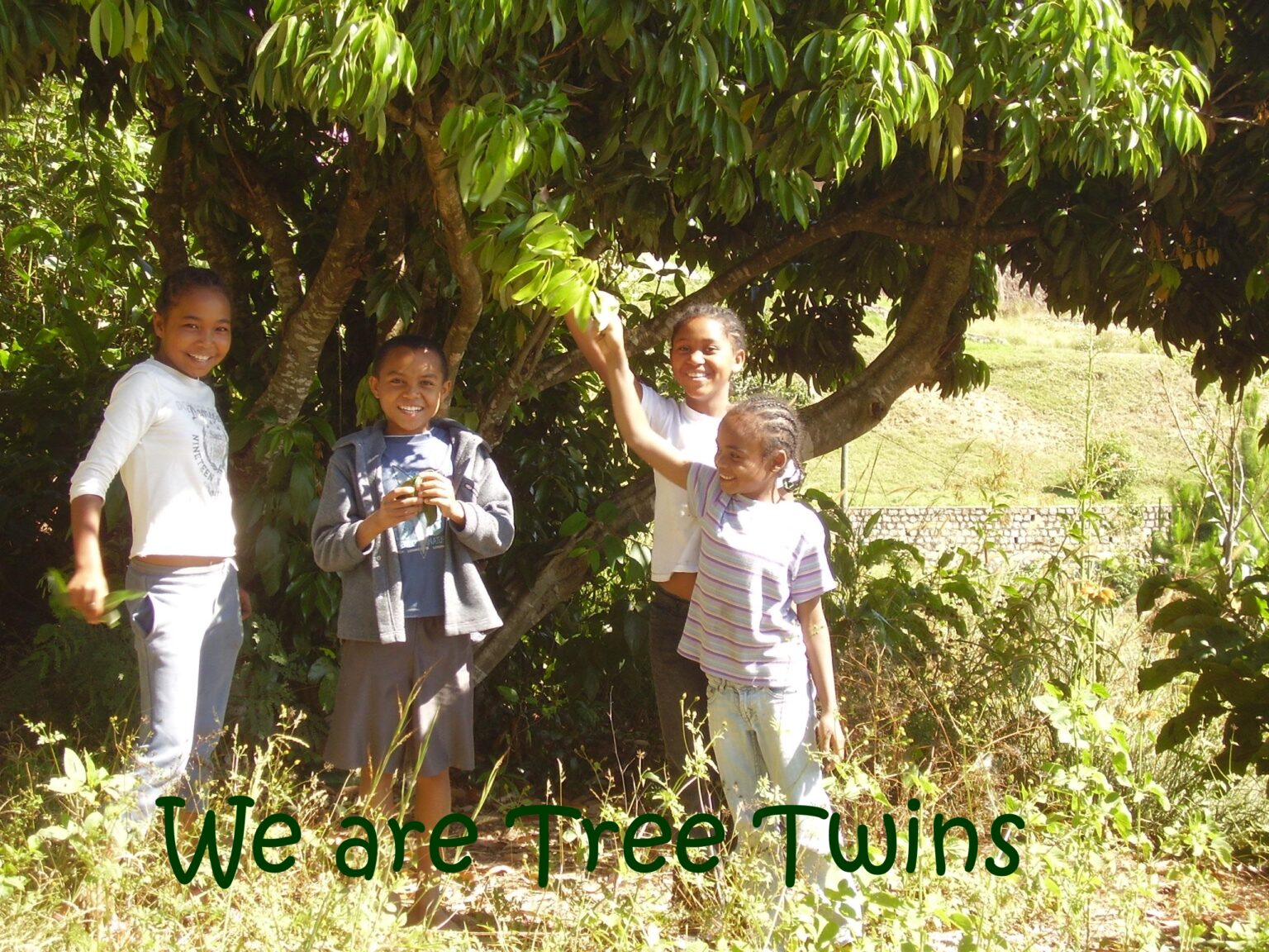 Tree Twins Mosaic – Money for Madagascar