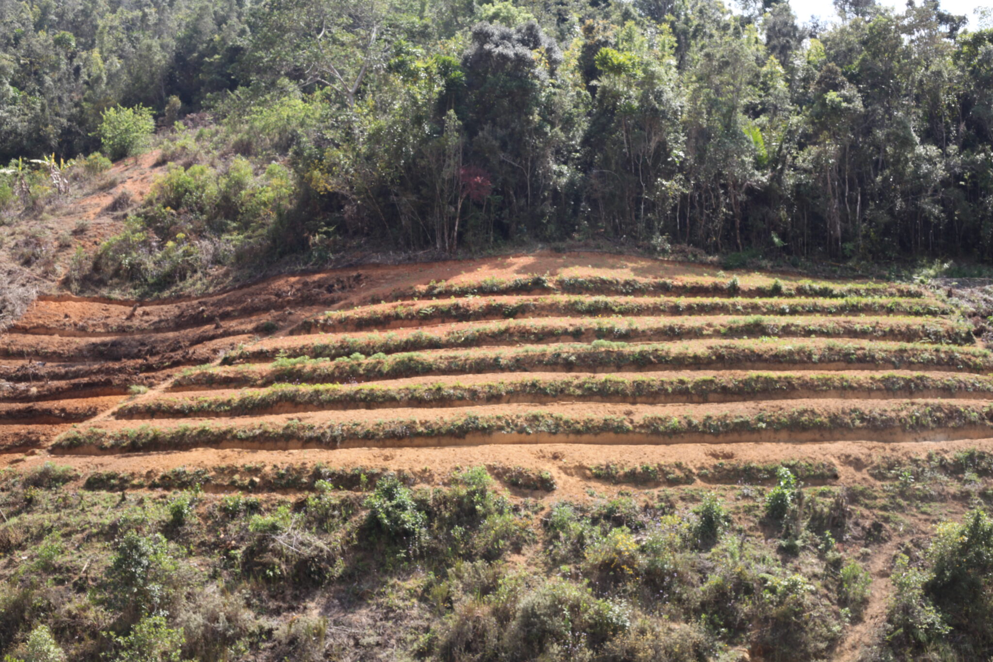 Resilient Forests and Livelihoods: what it is, and why it’s necessary ...